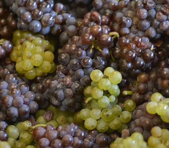 Blessing grapes on Transfiguration Sunday - St. Michael the Archangel ...