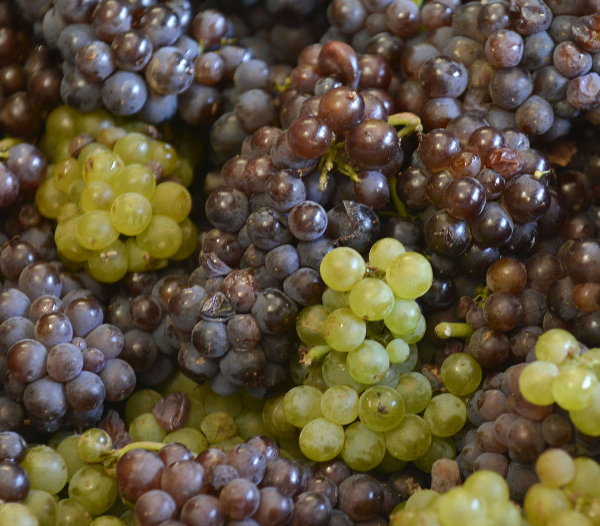 Blessing grapes on Transfiguration Sunday - St. Michael the Archangel ...